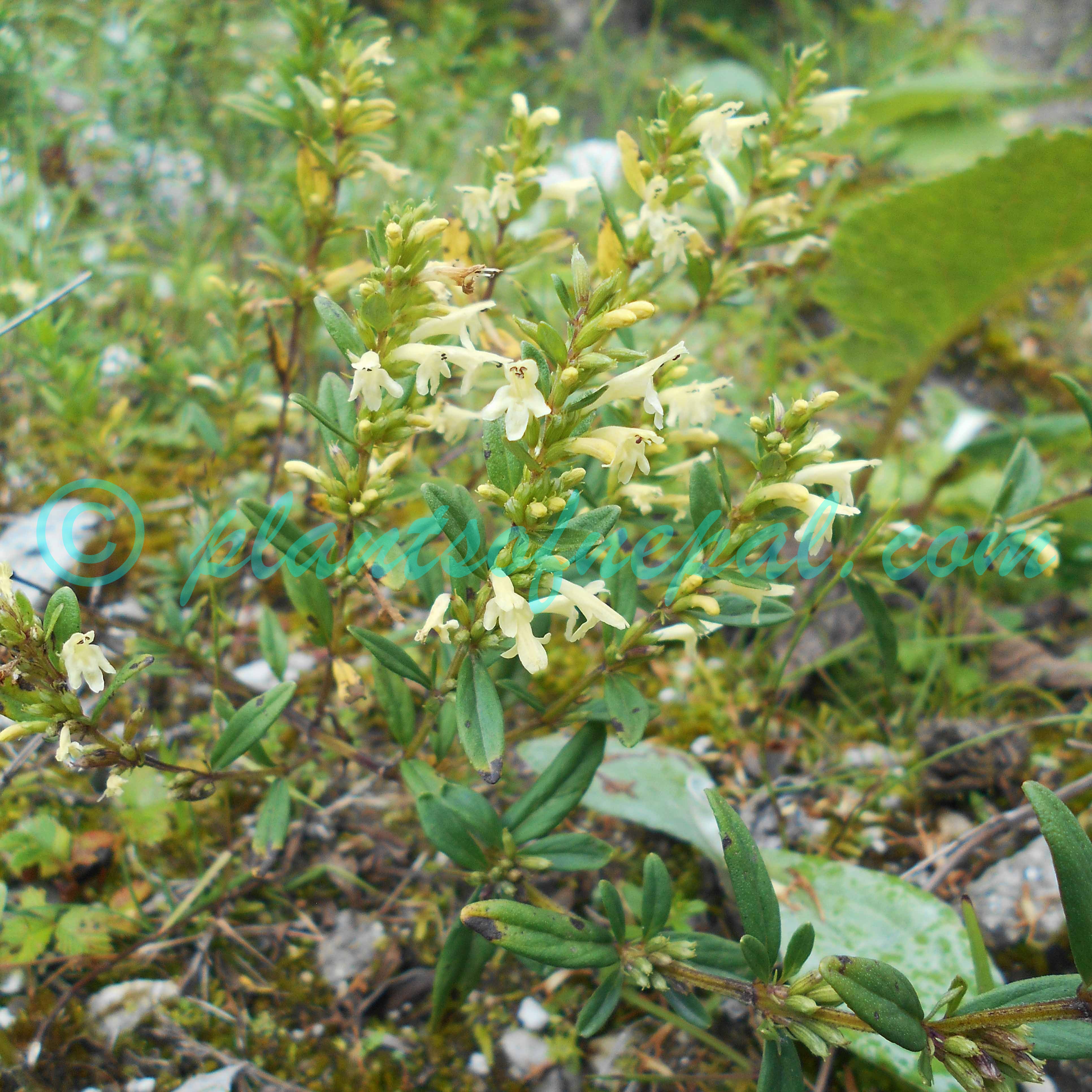 Clinopodium nepalense (Kitam. & Murata) Bräuchler & Heubl - Plants of Nepal